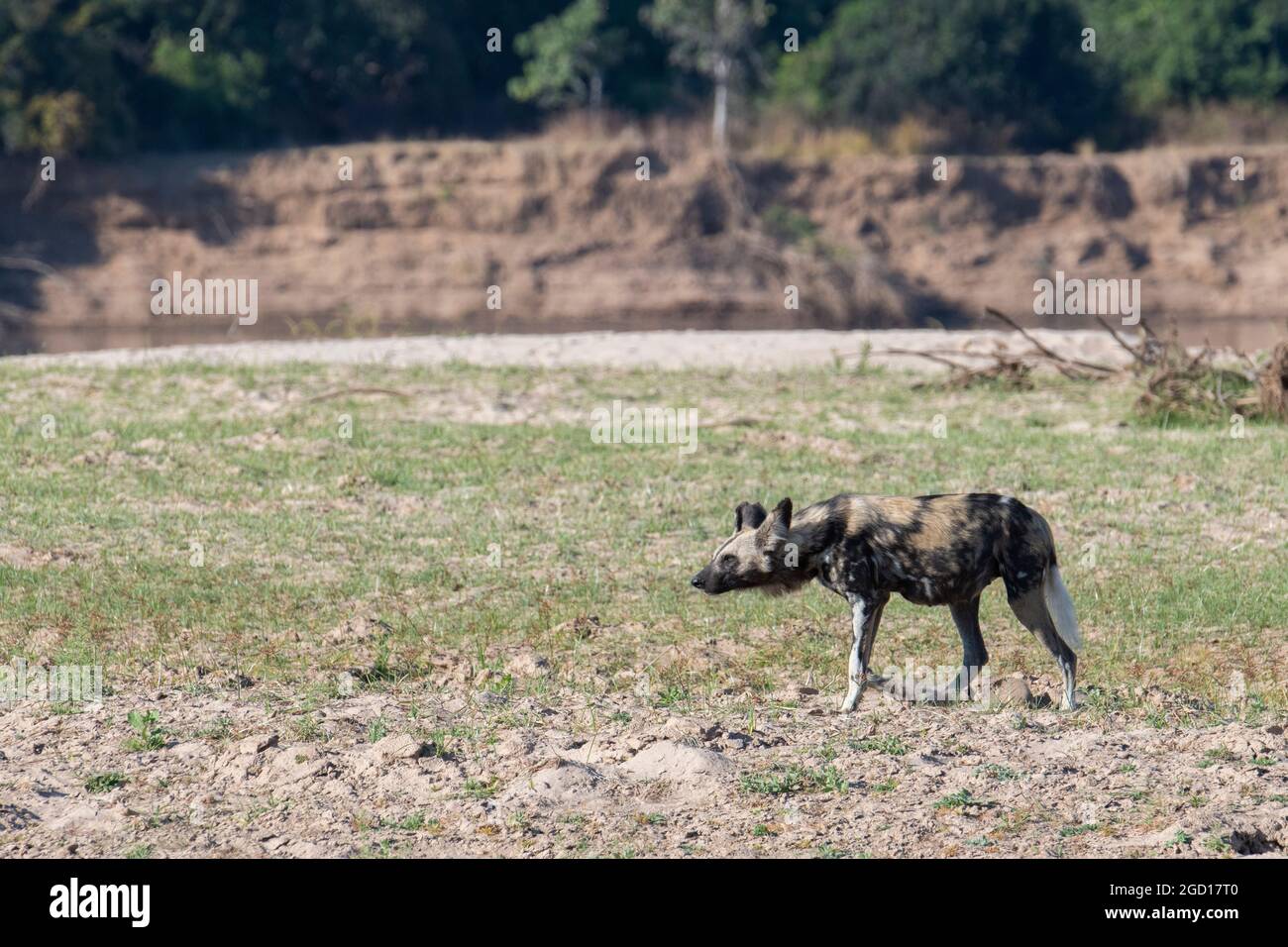 Zambia, South Luangwa. African painted dog (Lycaon pictus). Pregnant ...