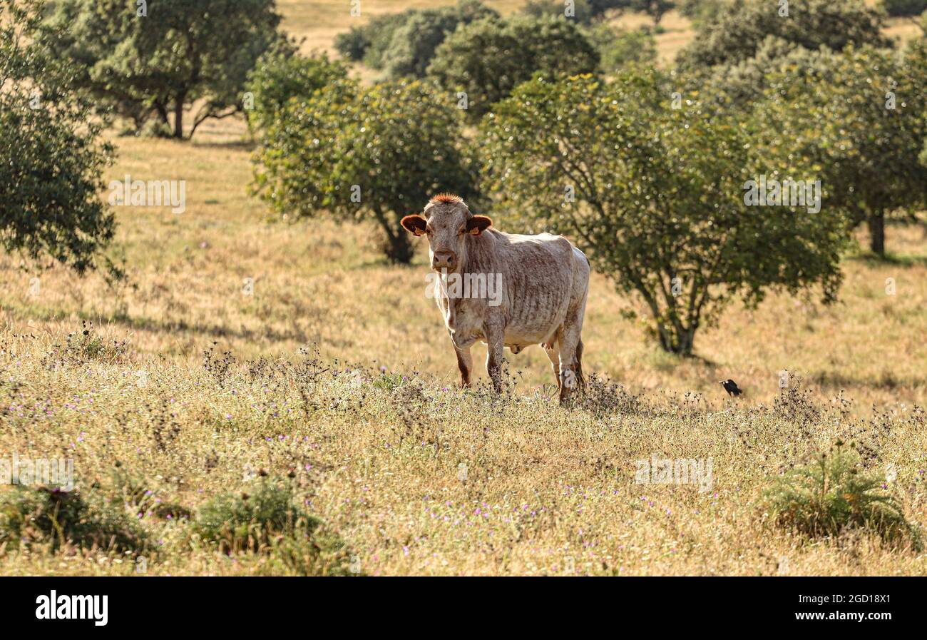 single cow on a meadow Stock Photo - Alamy