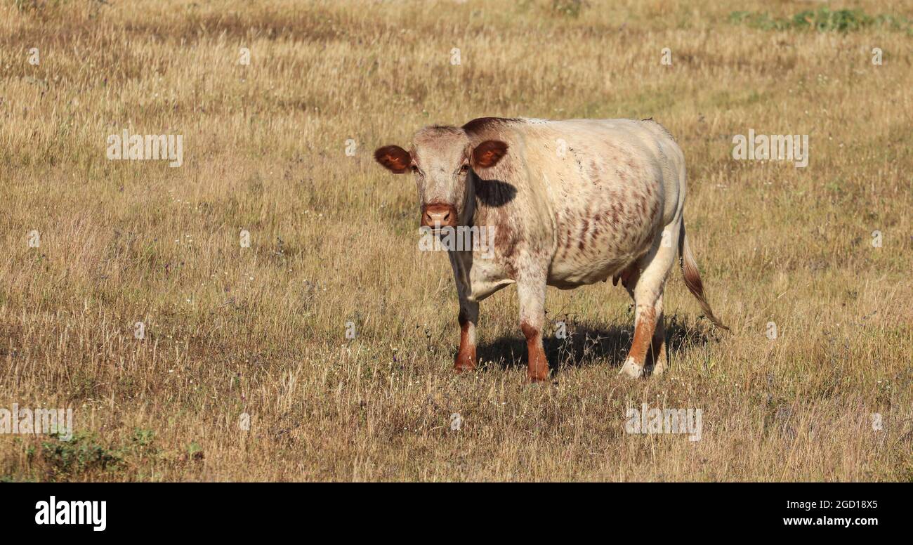 single cow on a meadow Stock Photo - Alamy