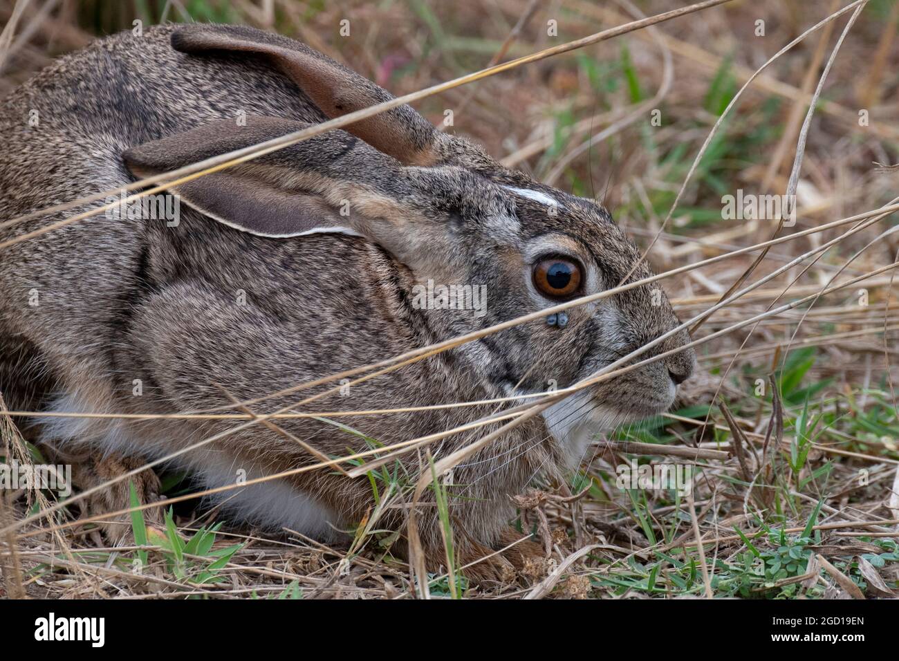 Zambia, South Luangwa. African scrub hare (scrub hare (Lepus saxatilis ...