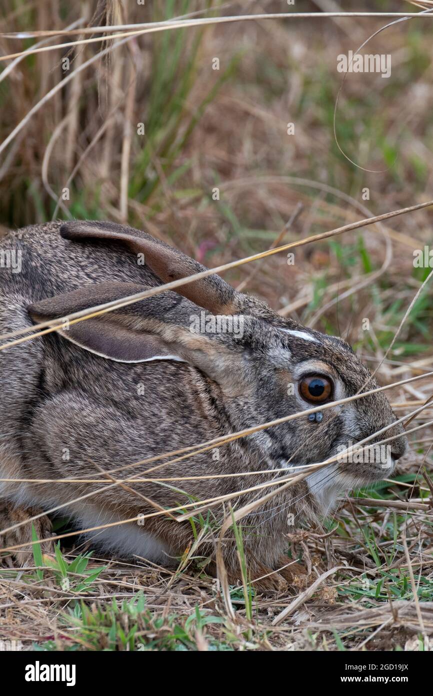 Zambia, South Luangwa. African scrub hare (scrub hare (Lepus saxatilis ...