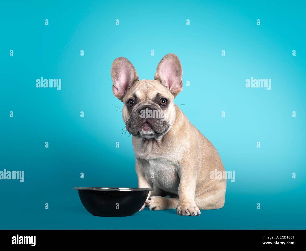 Cute Chubby Bulldog Puppies