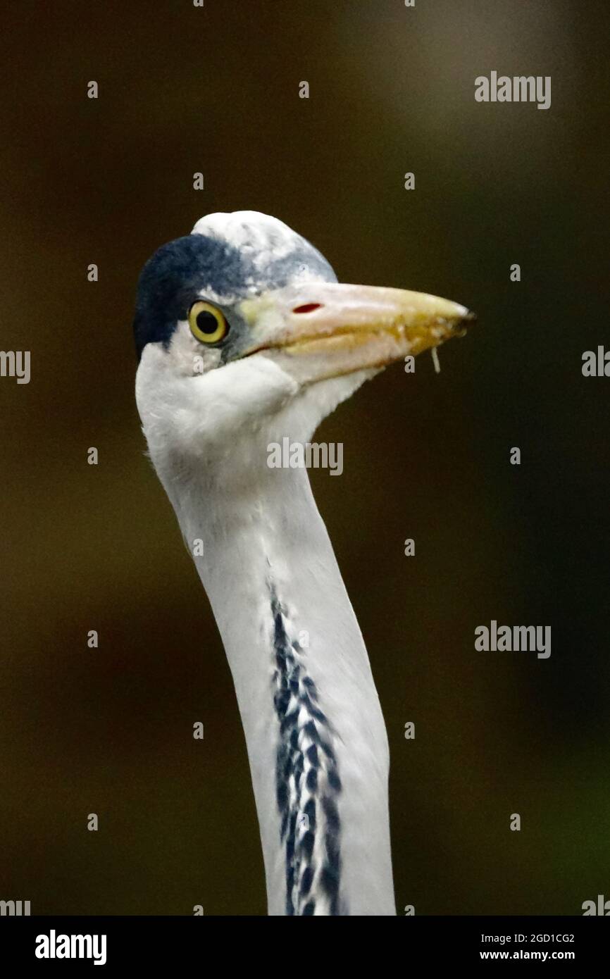 Vertical shot of an exotic bird with a long neck with a blurred ...