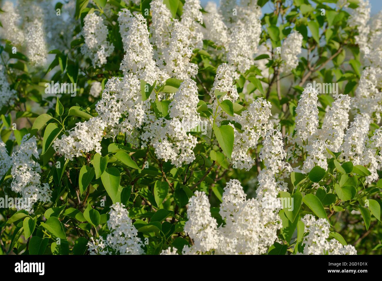White lilac flowers on a bush in the garden. Blooming lilacs in the ...