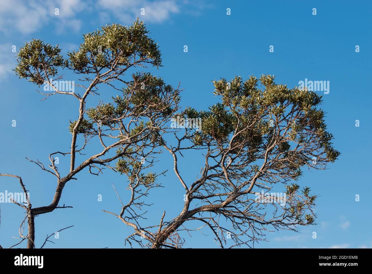 The branches of the sea buckthorn tree in the golden hour against the ...
