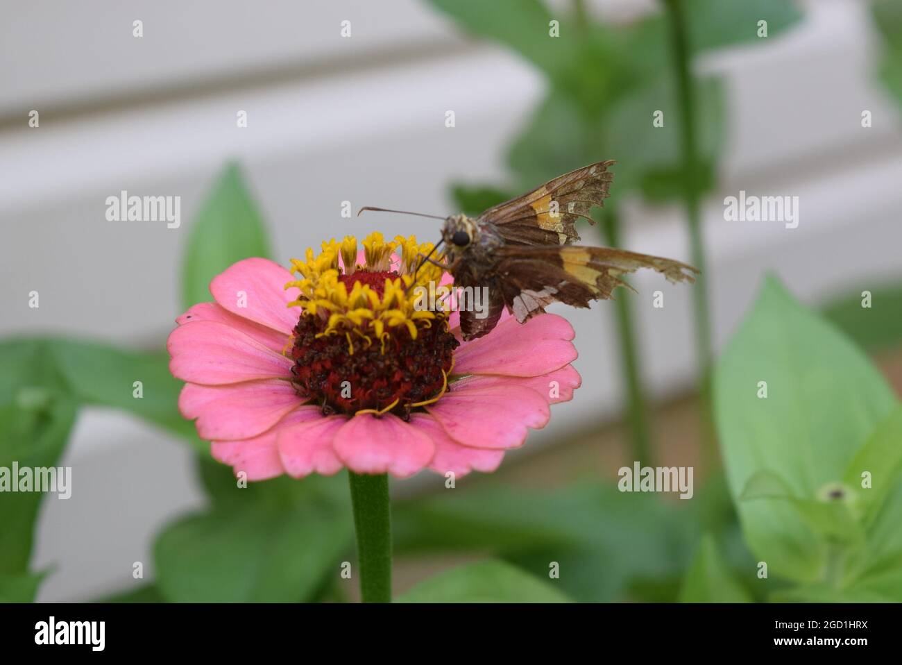 Tired butterfly hi-res stock photography and images - Alamy