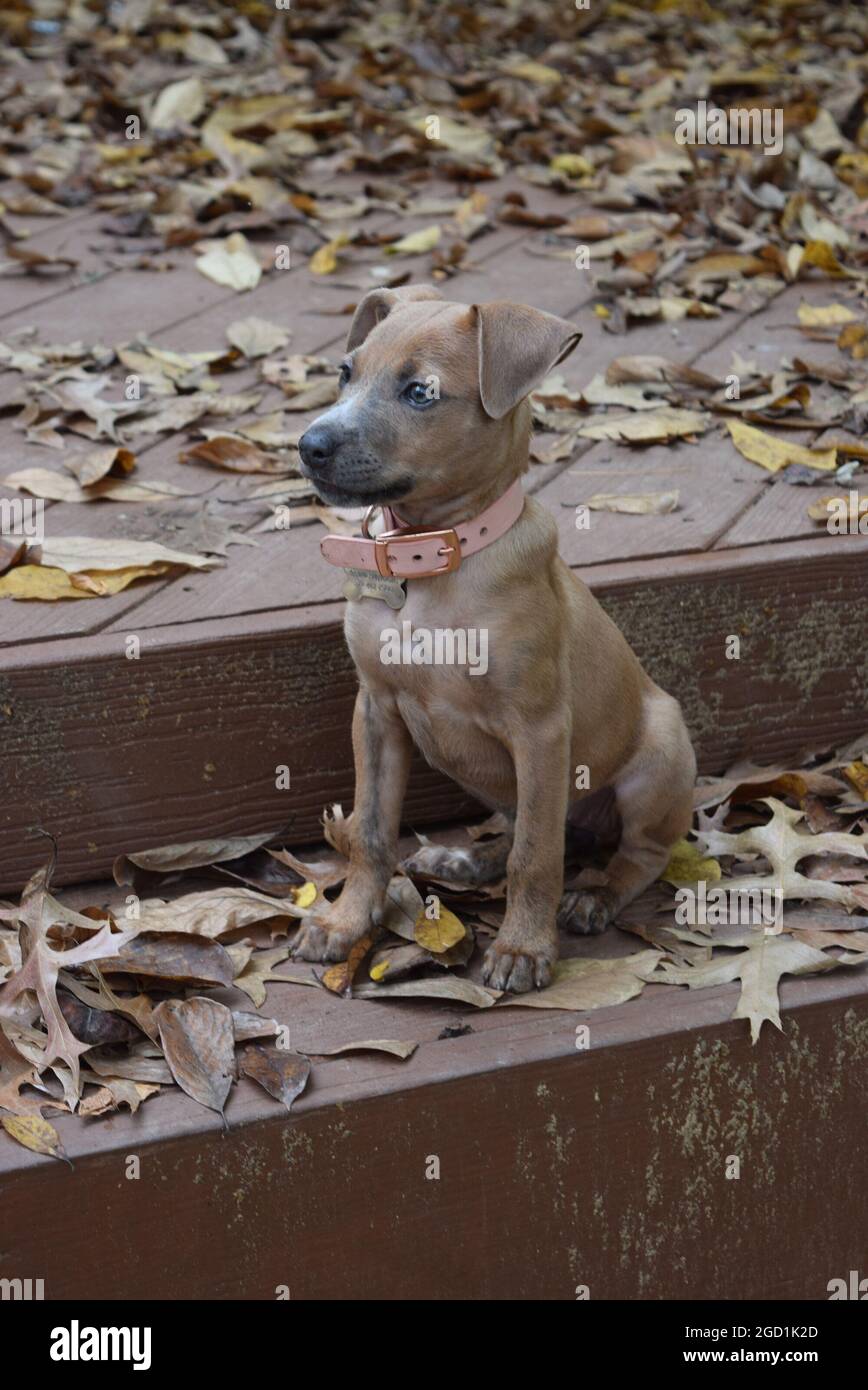 Puppy on the porch hi-res stock photography and images - Alamy