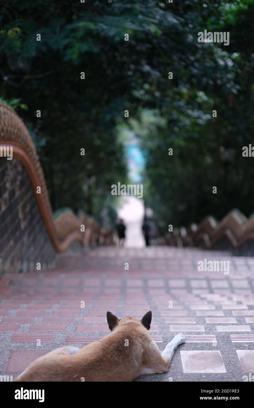 A cute stray dog, too tired to guard anything, sleeps on a long and ...