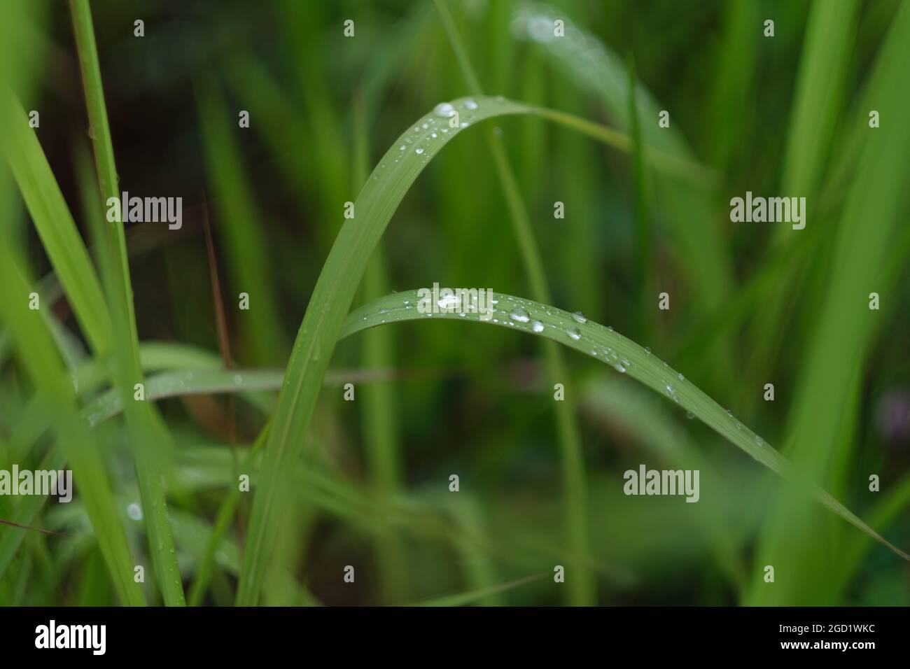 A blades of grass with dew or rain droplets on them, fresh and vivid ...