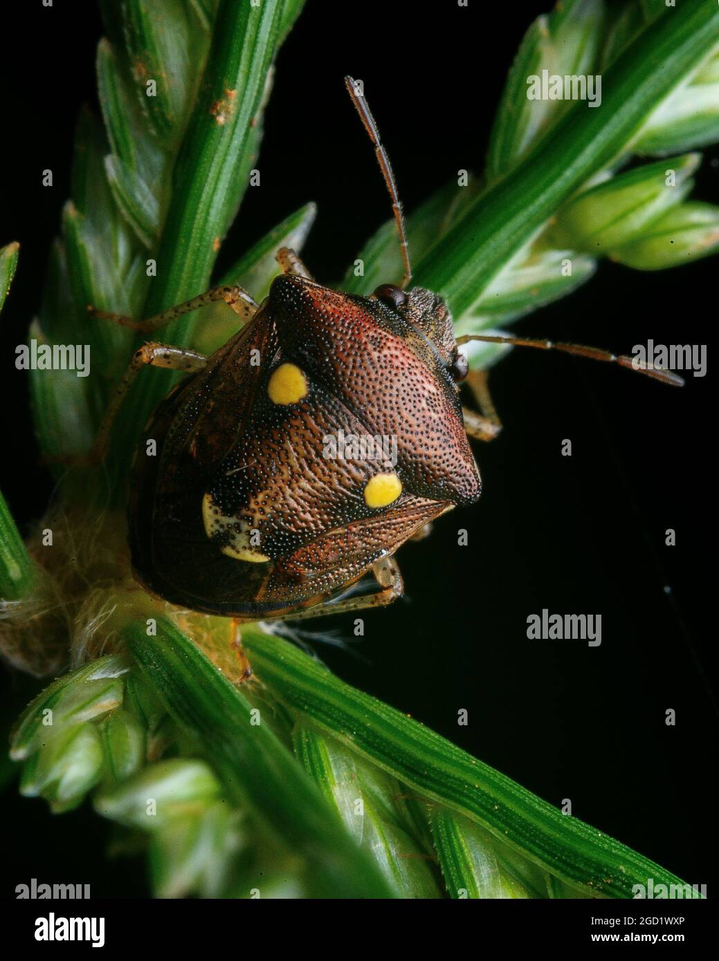 Bugs of south india hi-res stock photography and images - Alamy