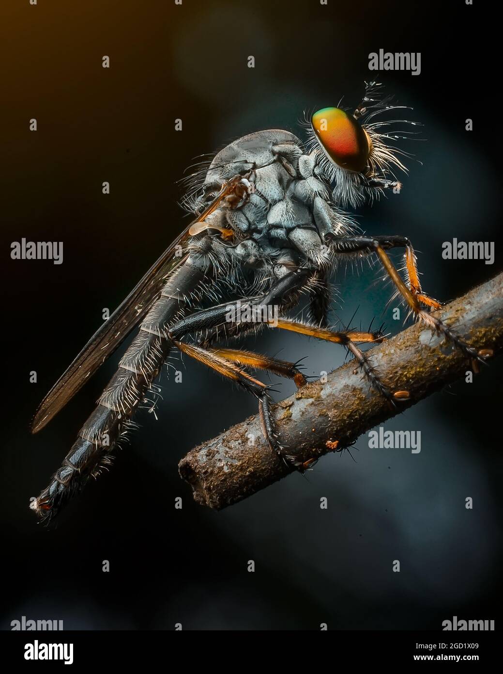 Robber fly in focus hi-res stock photography and images - Alamy