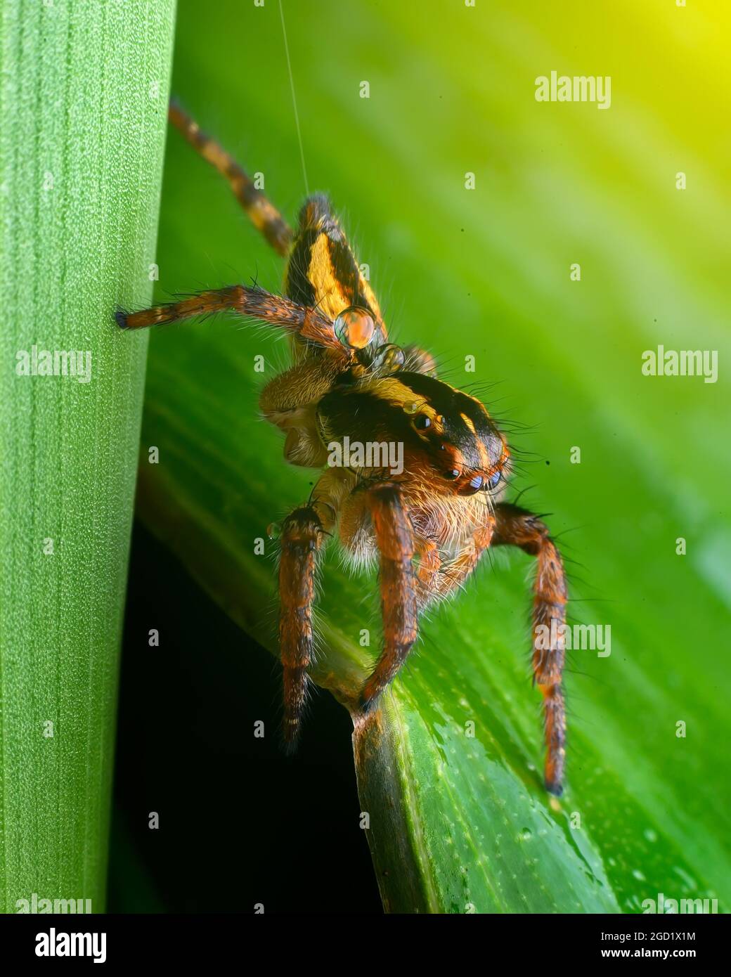 Of spider anatomy hi-res stock photography and images - Alamy