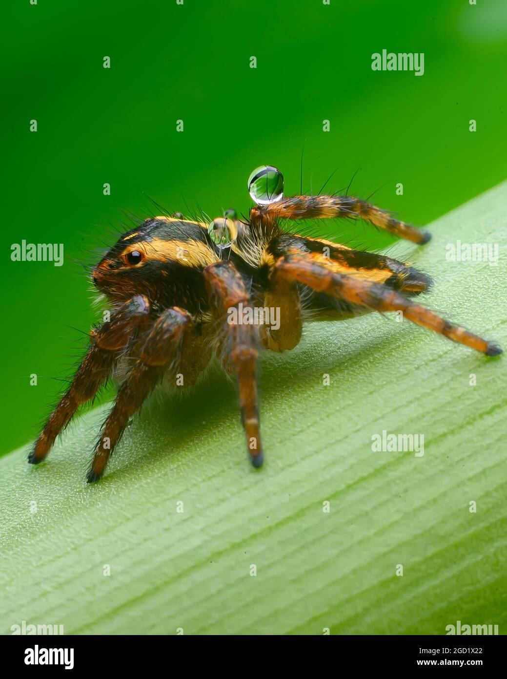 Spider detail shot hi-res stock photography and images - Alamy
