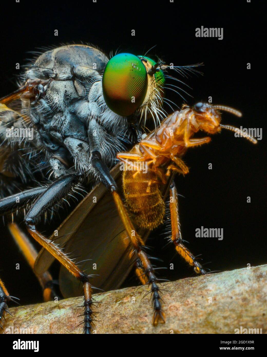 Robber fly full body shot hi-res stock photography and images - Alamy
