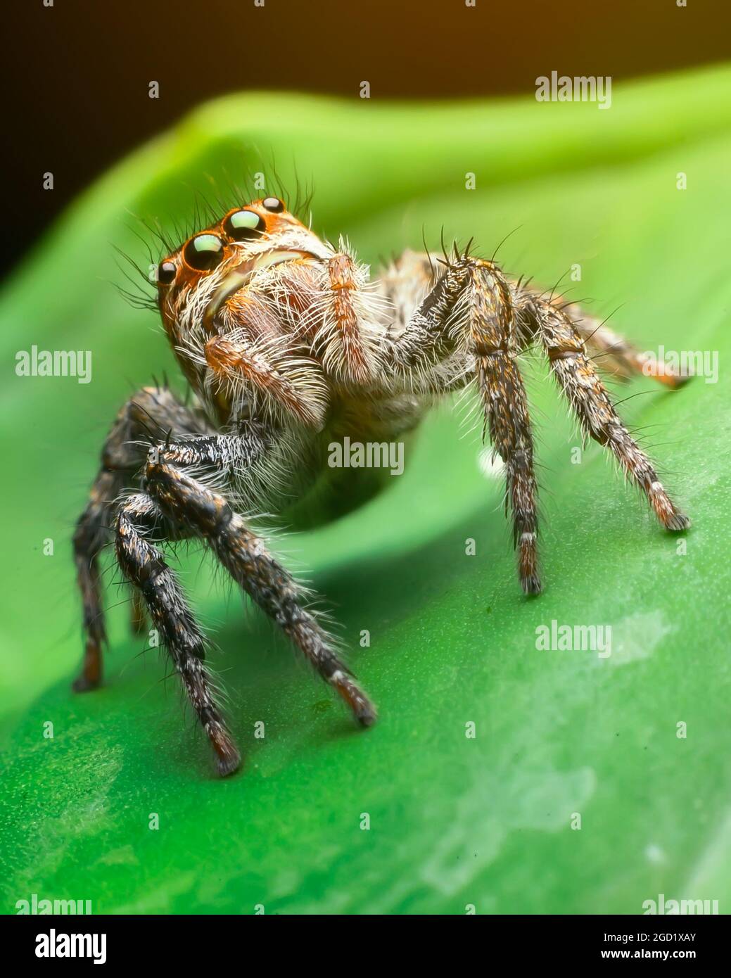 Magnified spider hi-res stock photography and images - Alamy