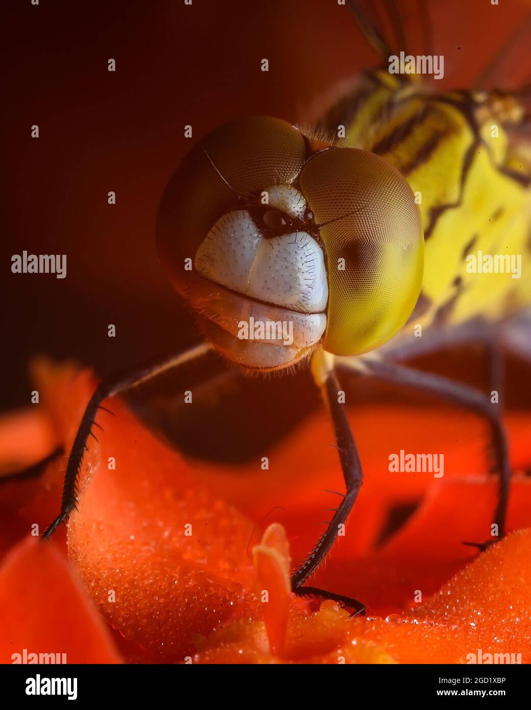 Extreme close up face fly hi-res stock photography and images - Alamy