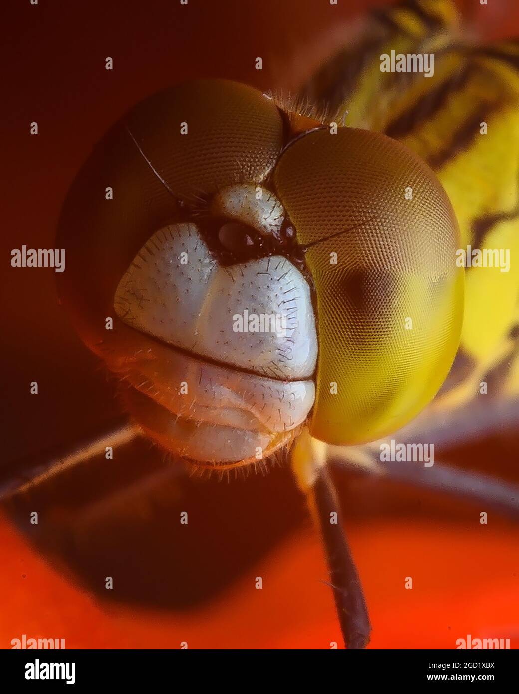 Dragon fly face close up Stock Photo - Alamy Dragon fly face close up Stock Photo - Alamy