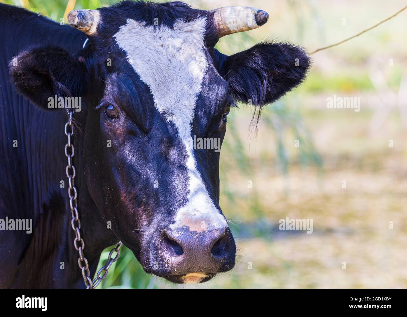 Close up portrait of a cow with a chain on the neck Stock Photo - Alamy