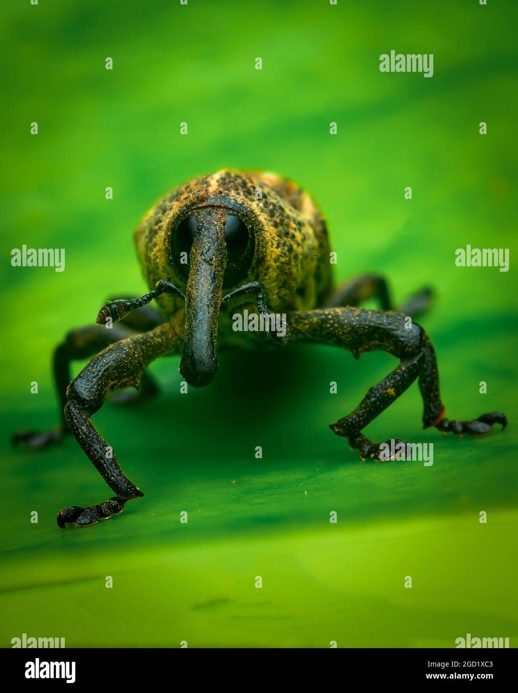 Bug elephant hi-res stock photography and images - Alamy