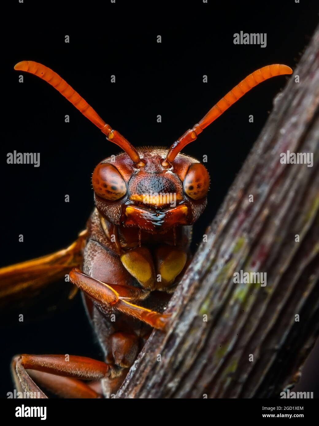 Wasp image hi-res stock photography and images - Alamy