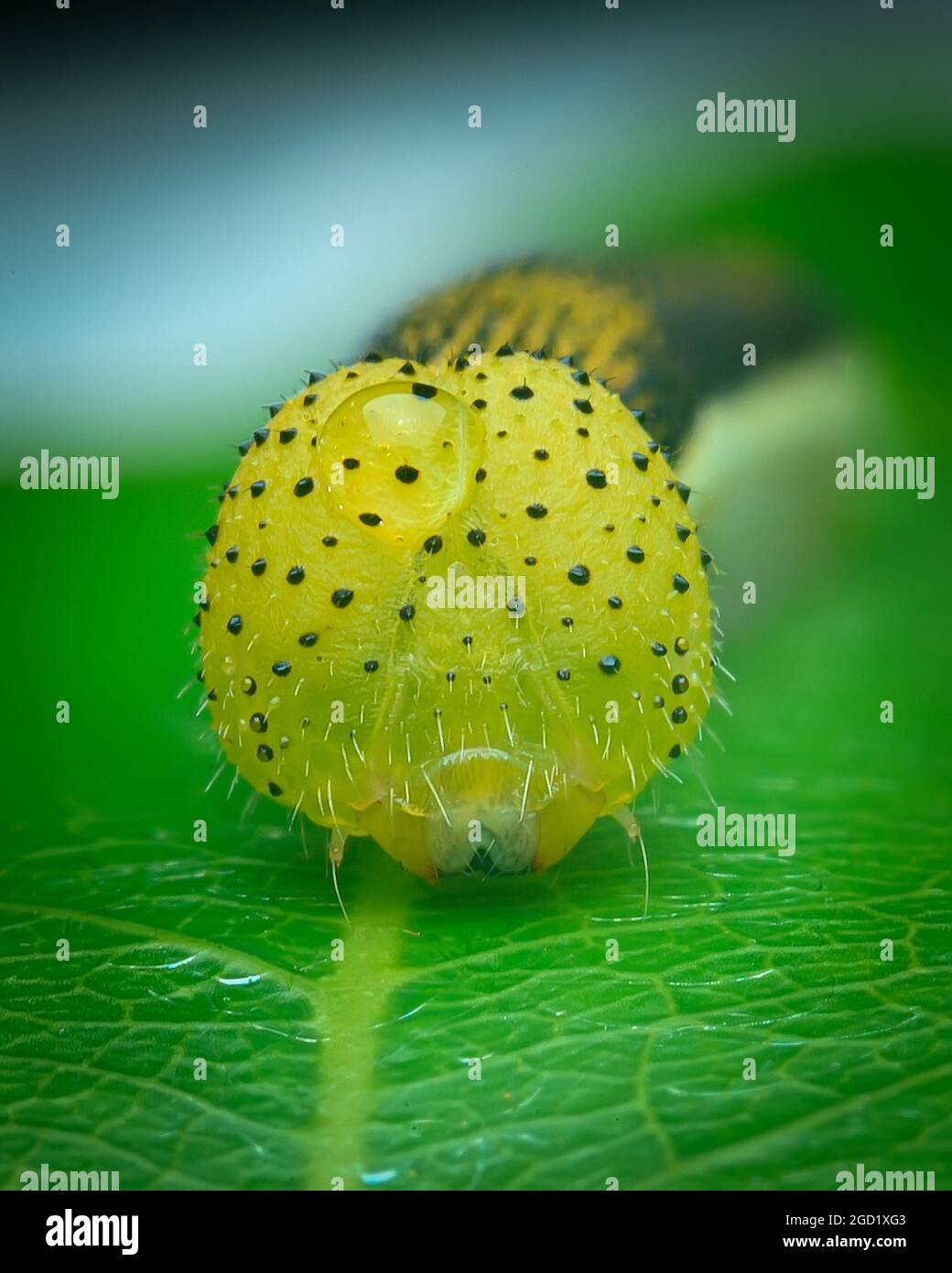 Yellow headed caterpillar Stock Photo - Alamy