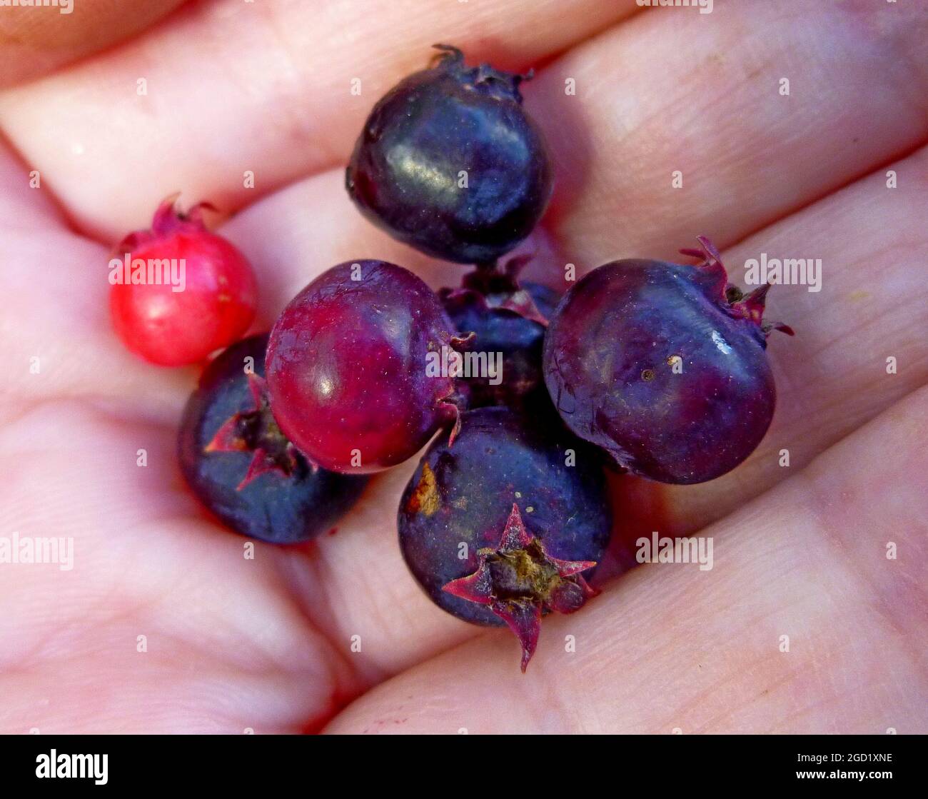 Shadblow serviceberry hi-res stock photography and images - Alamy