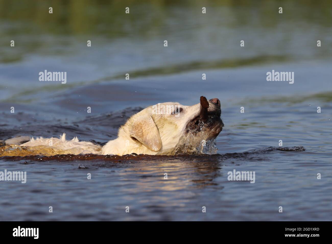 White labrador biting a stick while swimming in the river Stock Photo ...