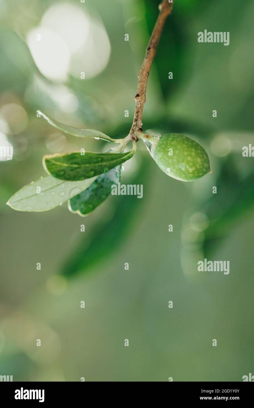 Close up shot of green olive fruits on an olive tree branch Stock Photo ...