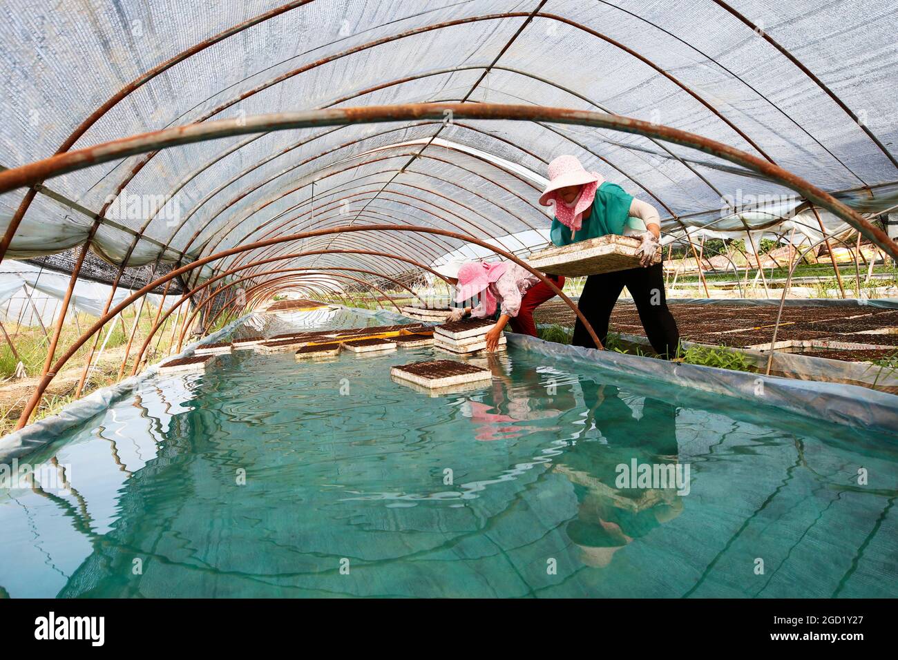 Farmers grow vegetables at a greenhouse growing base in Sihong city ...