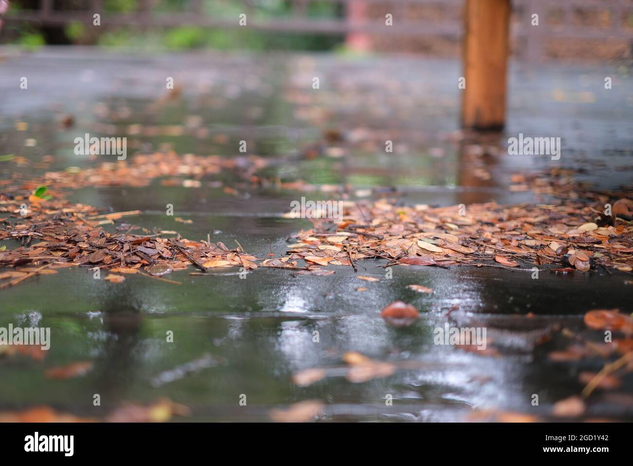 Wooden floor rain hi-res stock photography and images - Alamy