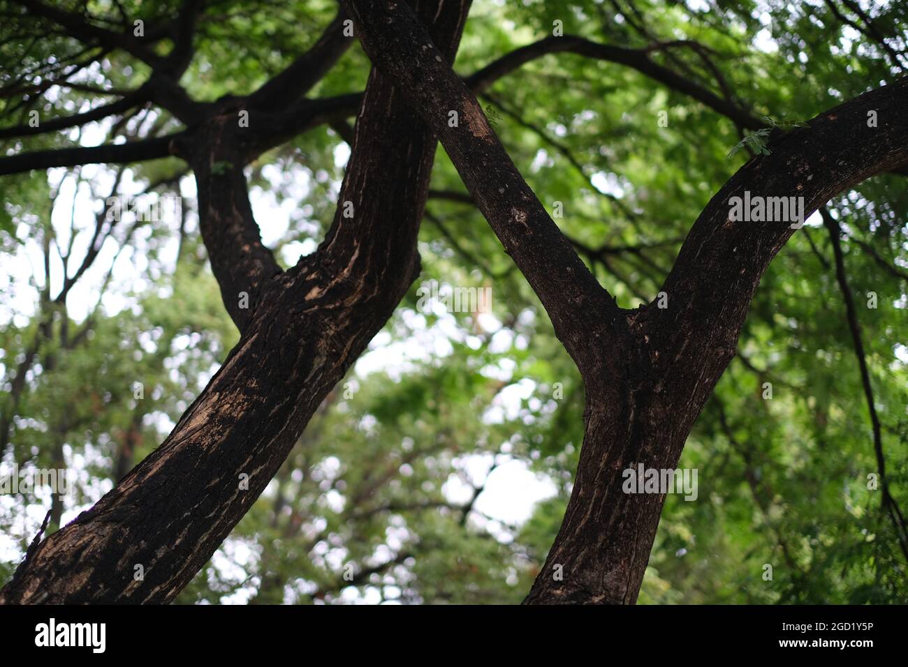 Numerous branches hi-res stock photography and images - Alamy