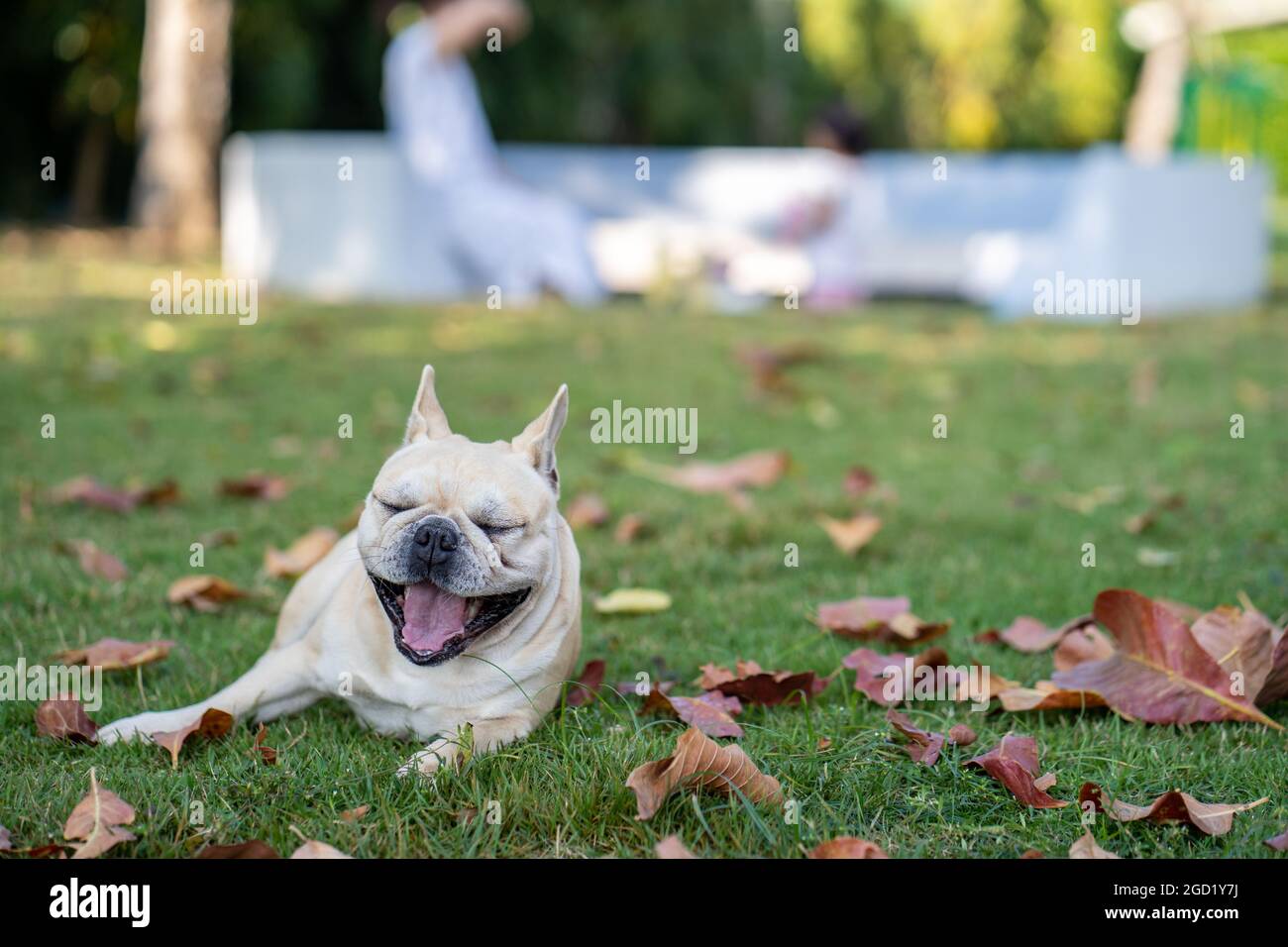 Cute French bulldog lying in a park with fallen autumn leaves Stock ...