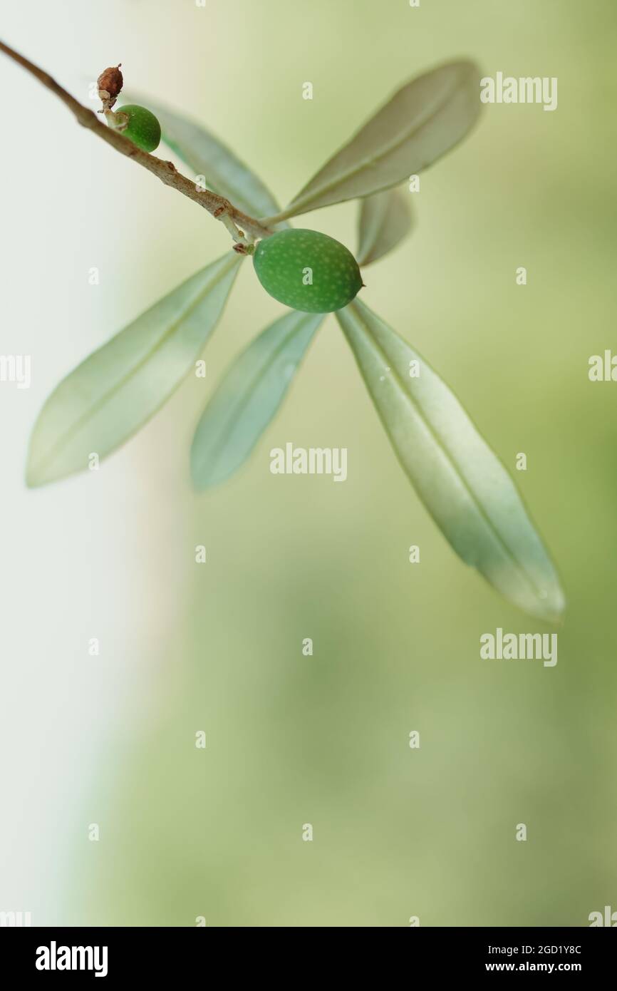 Close up shot of green olive fruits on an olive tree branch Stock Photo ...