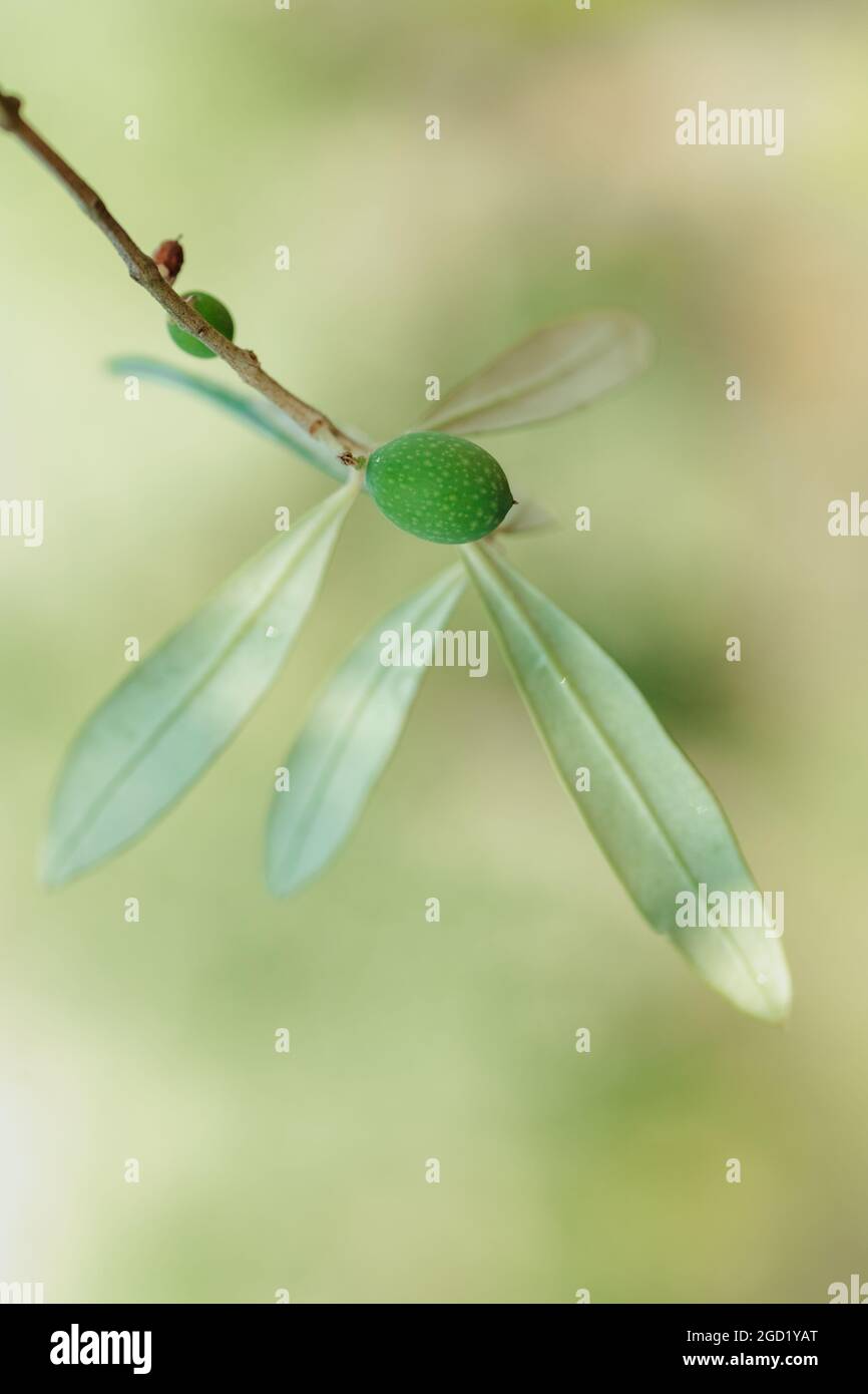Close up shot of green olive fruits on an olive tree branch Stock Photo ...