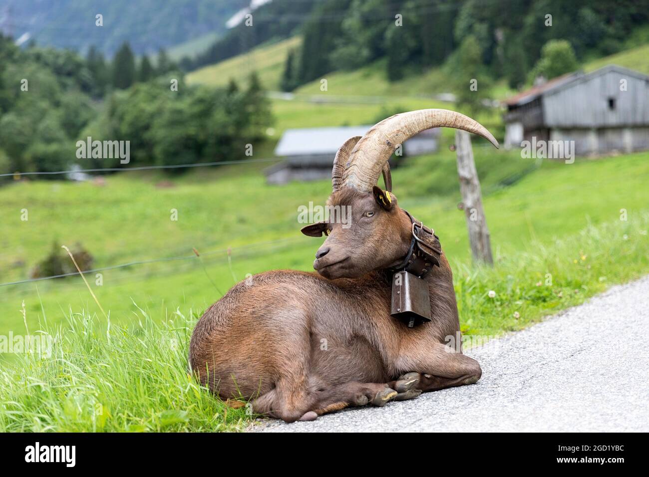 Goat with big horns and with bell around his neck lying near a mountain ...