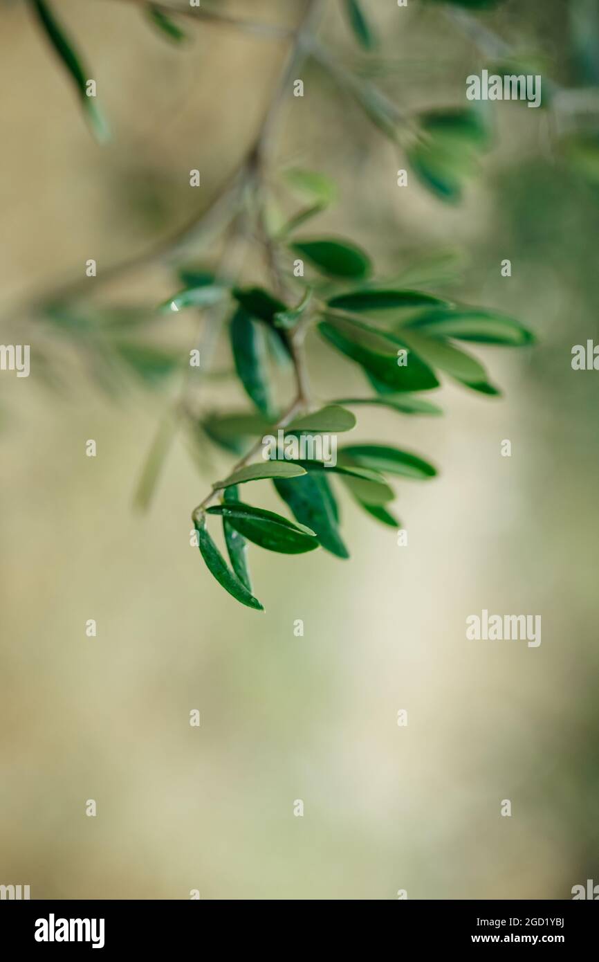 Close up shot of green olive fruits on an olive tree branch Stock Photo ...