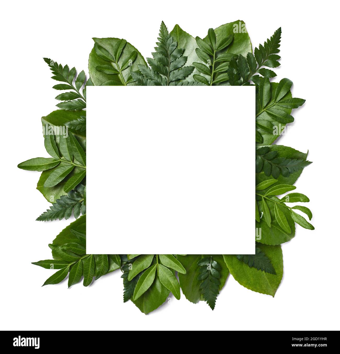 leaf flower greeting card note paper frame background flat lay floral ...