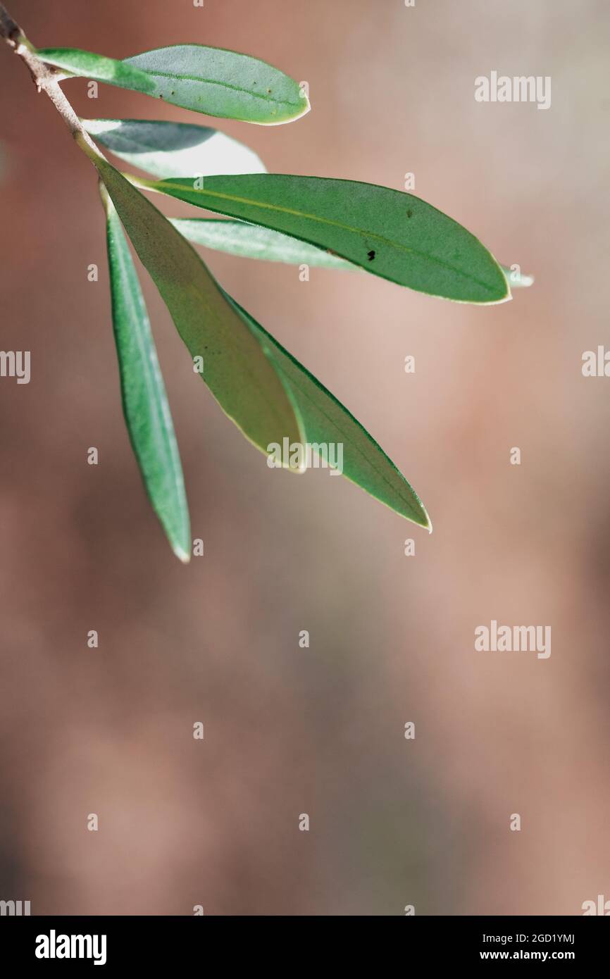 Close up shot of green olive fruits on an olive tree branch Stock Photo ...
