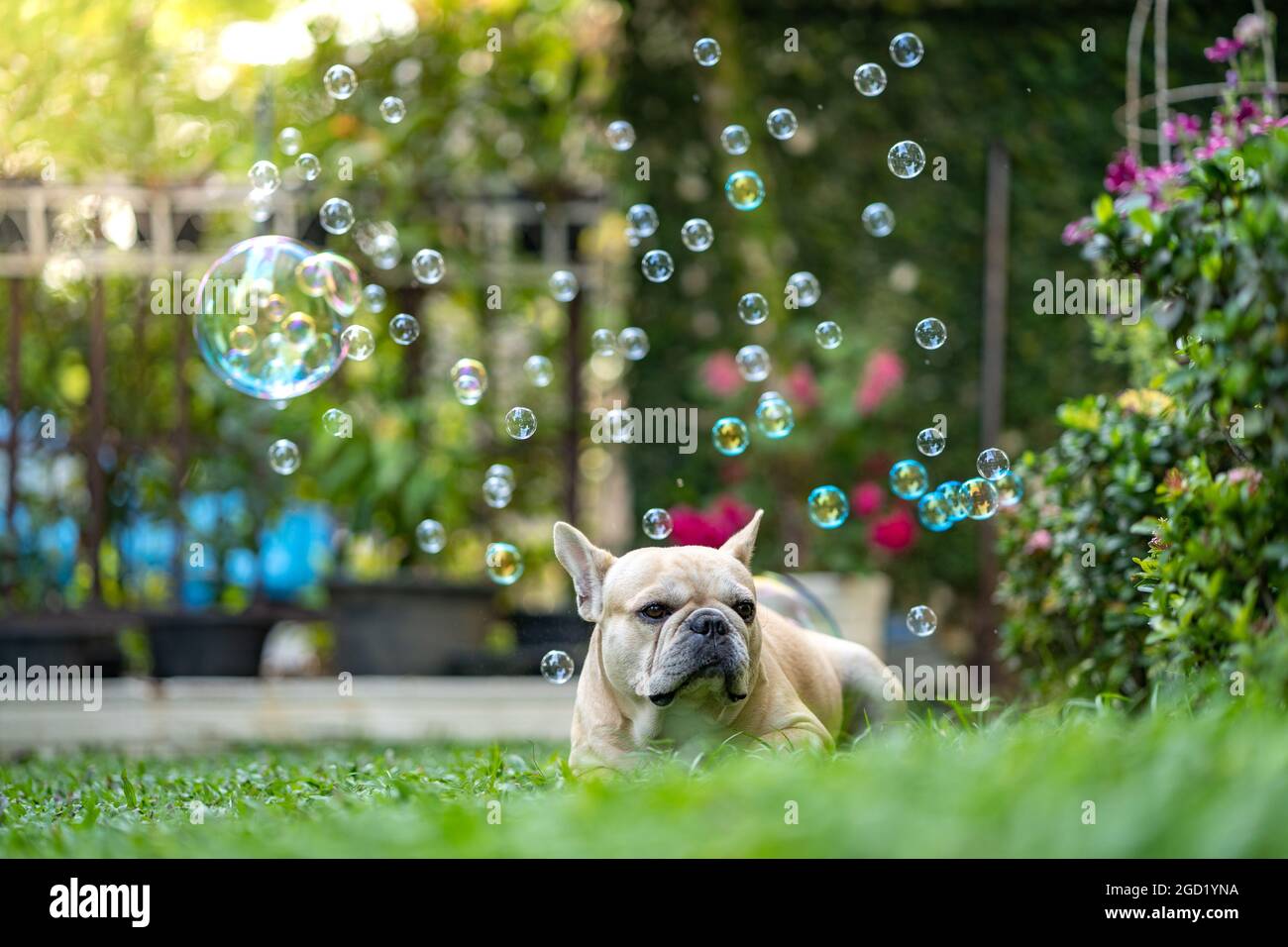 Cute French Bulldog laying on a meadow with floating soap bubbles Stock ...