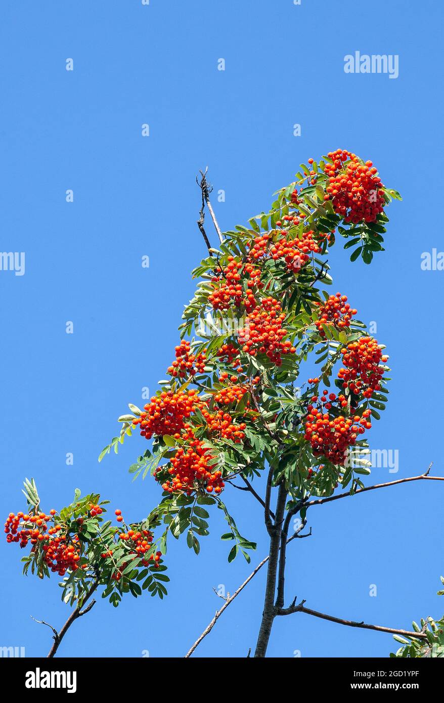 Red Mountain Ash (Sorbus aucuparia) also known as European Rowan ...