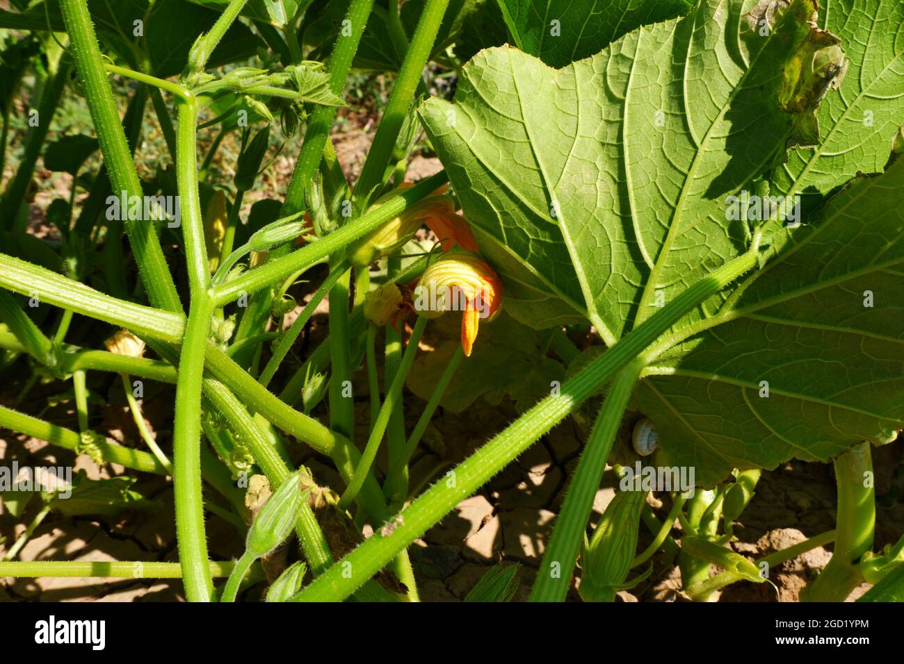 Zucchini Blossoms in Bud Within Green Leaves Summertime Stock Photo - Alamy