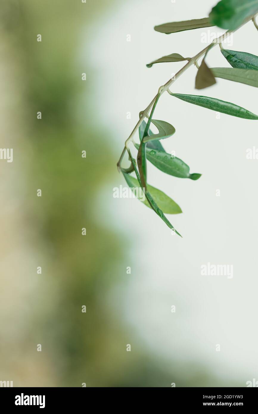 Close up shot of green olive fruits on an olive tree branch Stock Photo ...