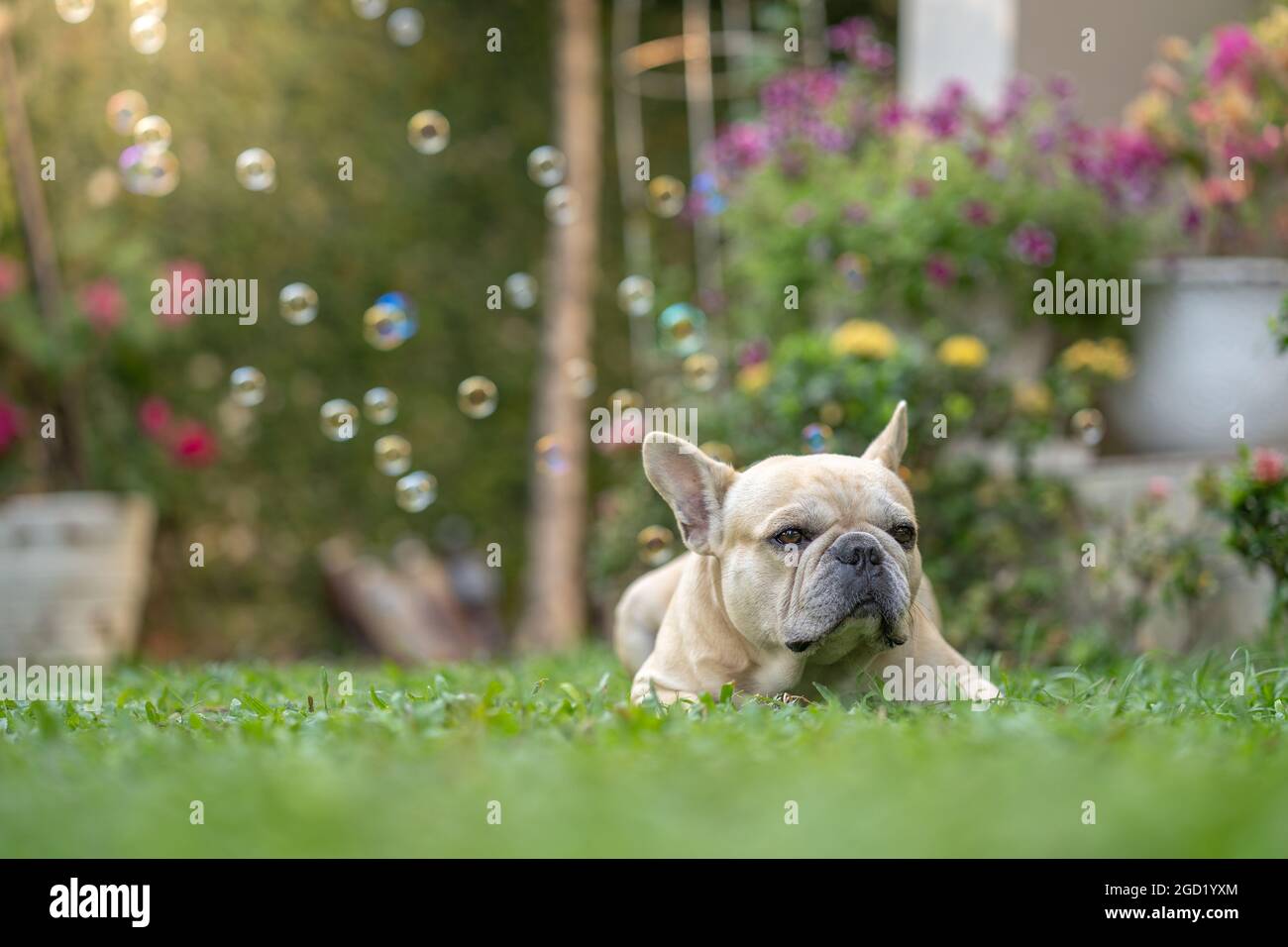 Cute French Bulldog laying on a meadow with floating soap bubbles Stock ...