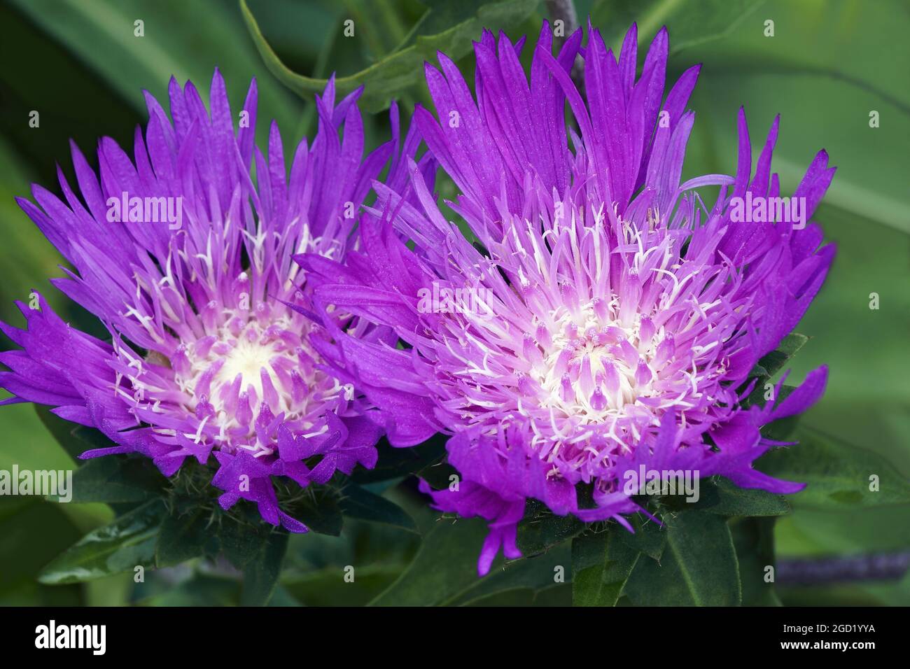 Stockesia (Stokesia laevis). Called Stokes aster also Stock Photo - Alamy