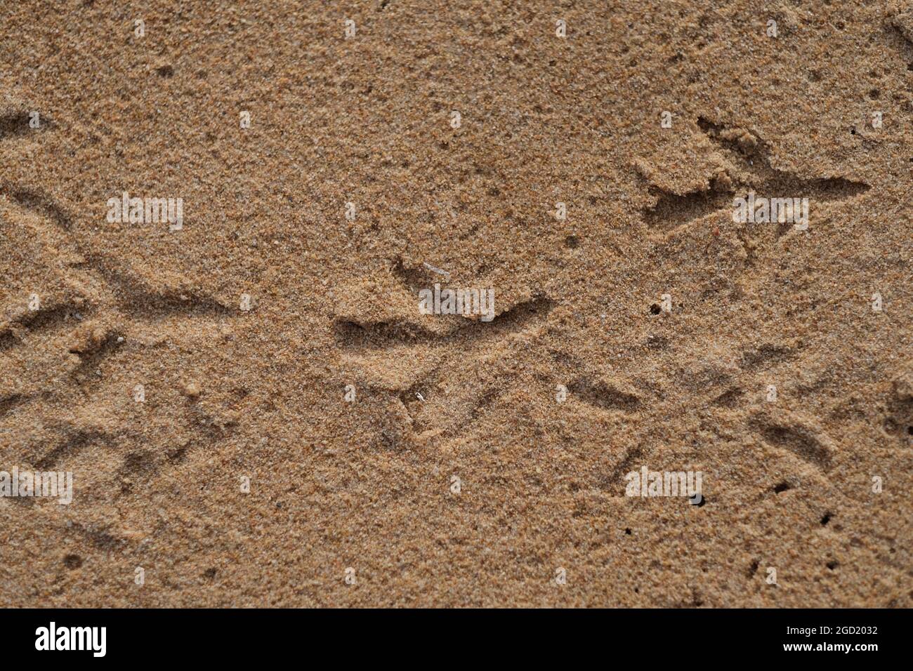 Track of bird's footprints on the sand of a city beach, with obvious ...