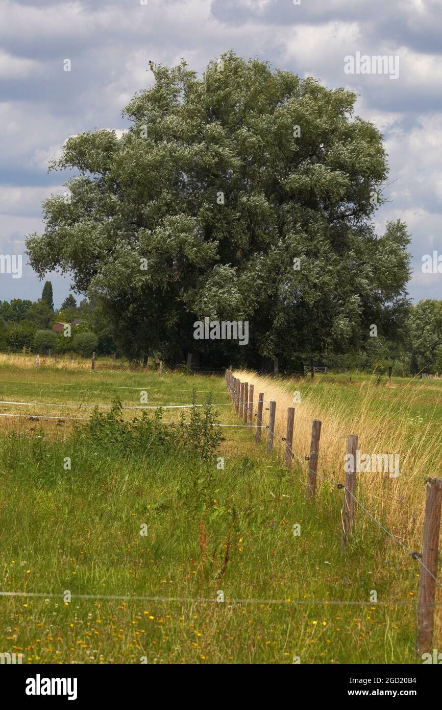 Weidebaum hi-res stock photography and images - Alamy