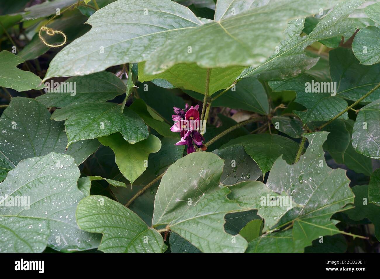 Kudzu plant hi-res stock photography and images - Alamy