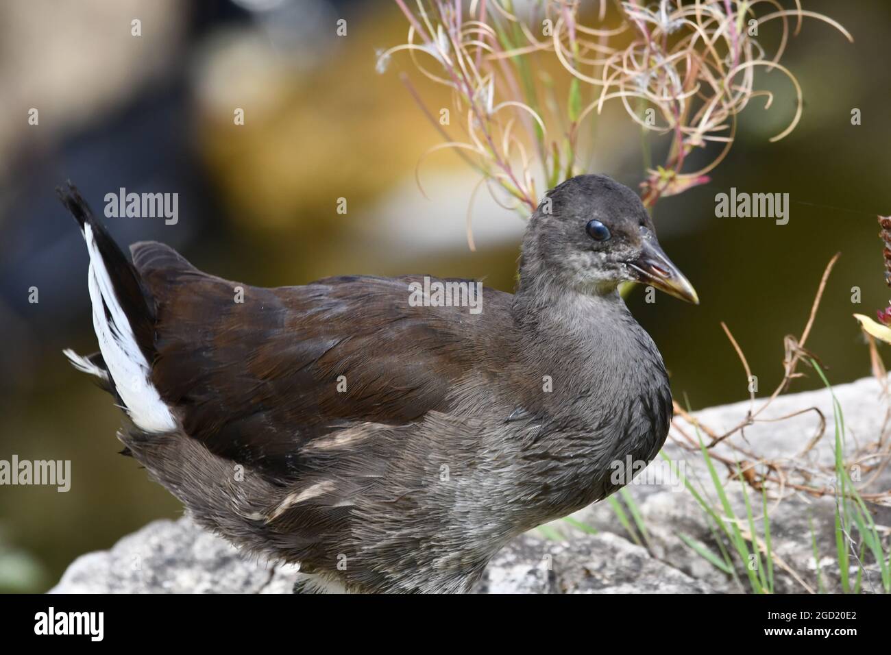 Juvenile Moorhen, Gallinula Chloropus, United Kingdom Stock Photo - Alamy