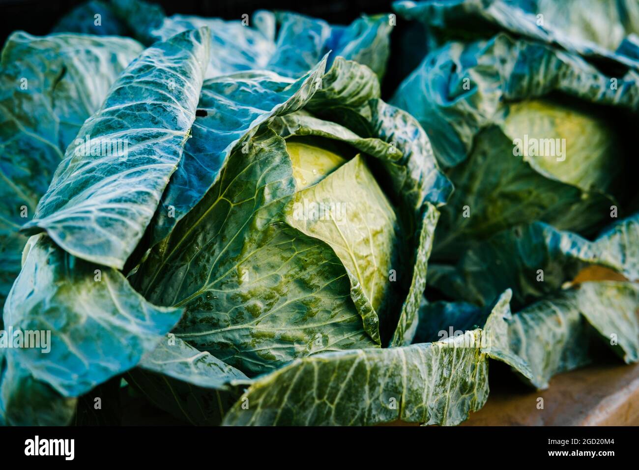 Fresh head organic green cabbage at local farmers market Stock Photo ...