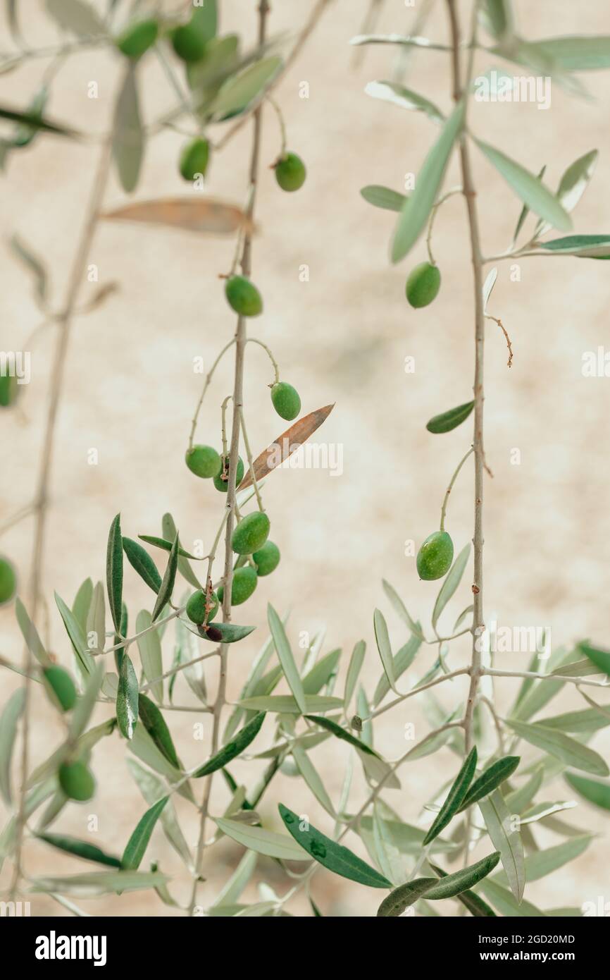 Close up shot of green olive fruits on an olive tree branch Stock Photo ...